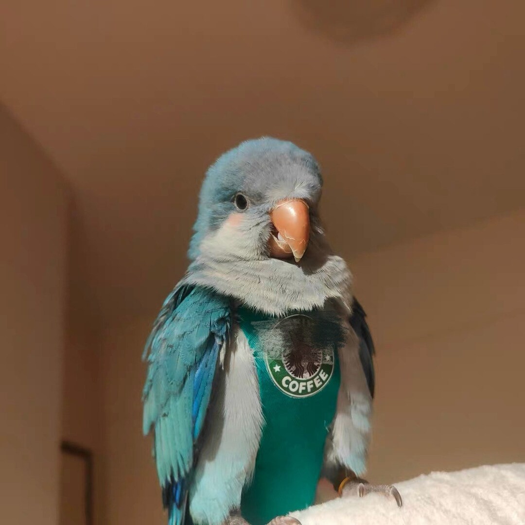 Handmade Parrot Bird Clothes With Diaper Unofficial Logo Coffee Lover ...