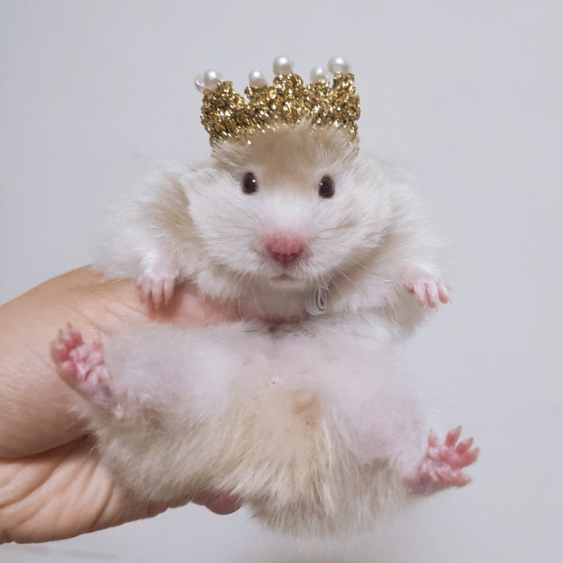 King Golden Crown Pet Hat - Etsy