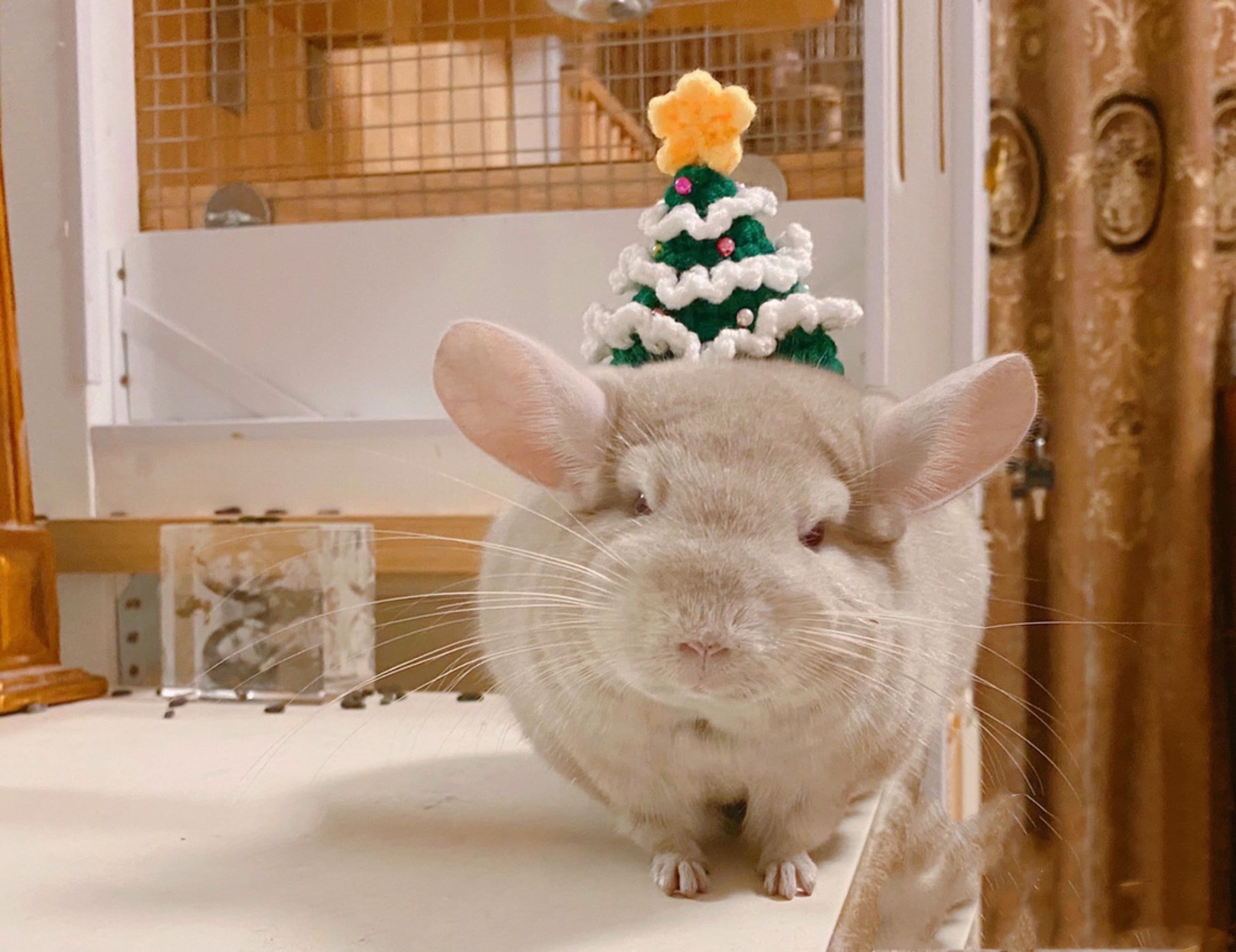 Chinchilla Hat Etsy UK