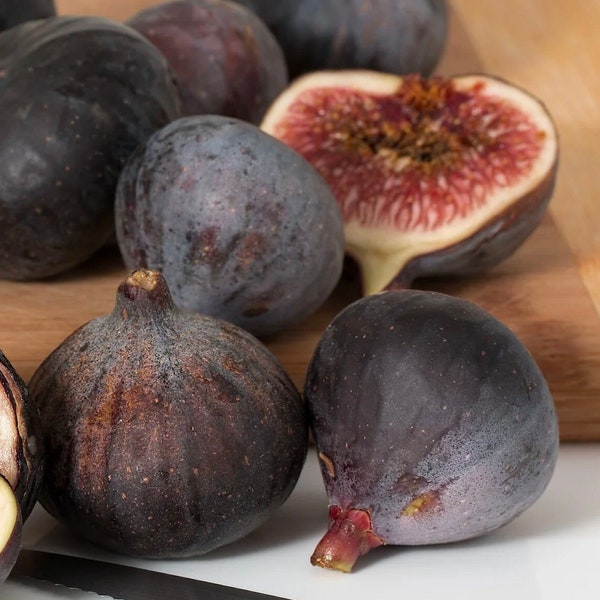 Black Mission Fig Tree - Etsy