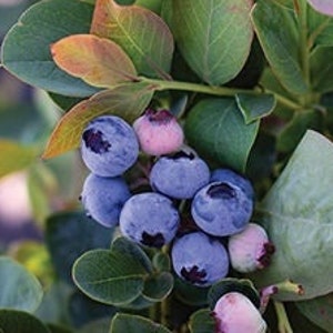 Sharpblue Blueberry Starter Plant - Southern Highbush Blueberry - 4-8 ...