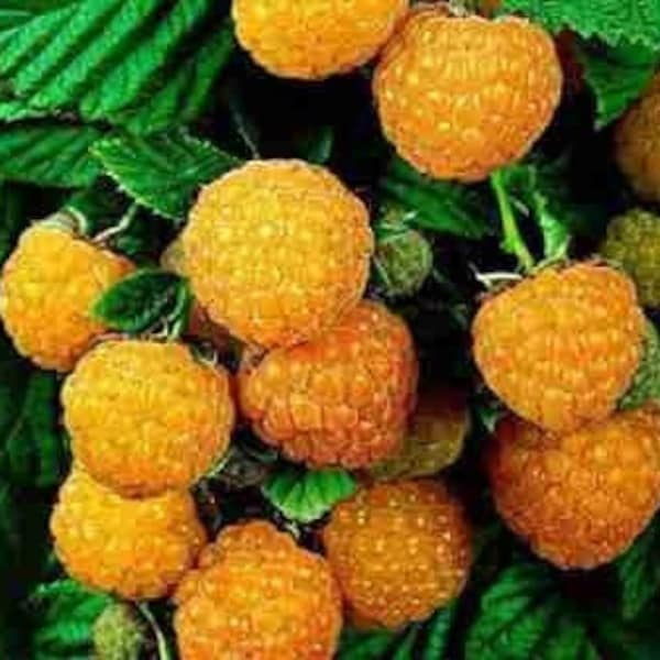 Raspberry Plant - Etsy