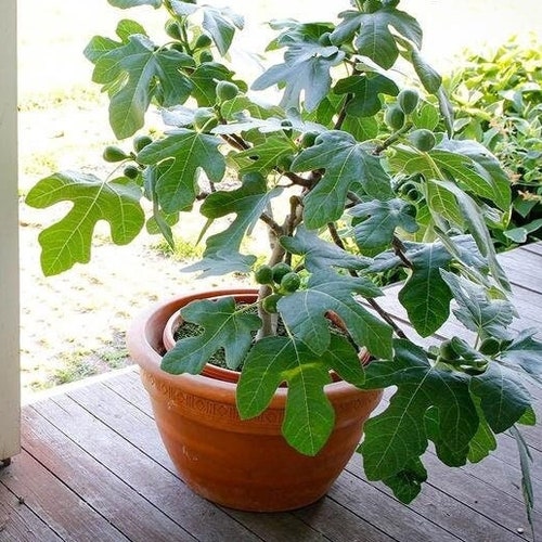 Live Fig Tree Fignominal Plant Dwarf Fig Tree Ficus - Etsy