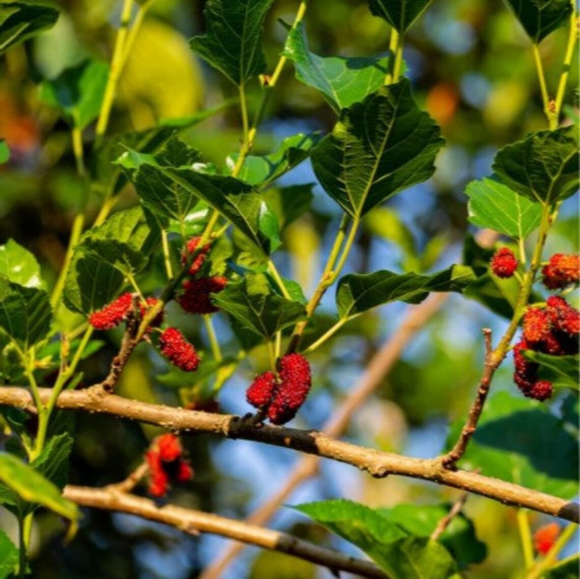 Red Mulberry Tree Morus Rubra Mulberry Trees Starter | Etsy UK