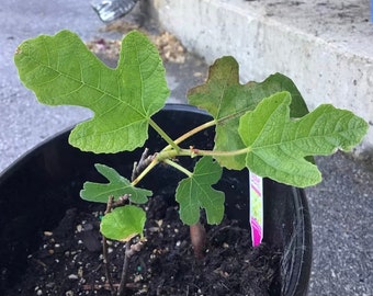 Fignomenal Fig Tree Dwarf Fig Tree Ficus Carica Live Tree Plant Dwarf ...