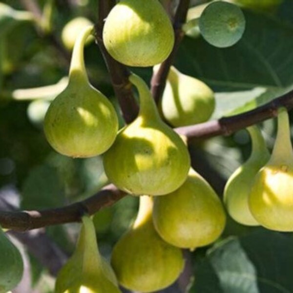 Yellow Fig - Etsy