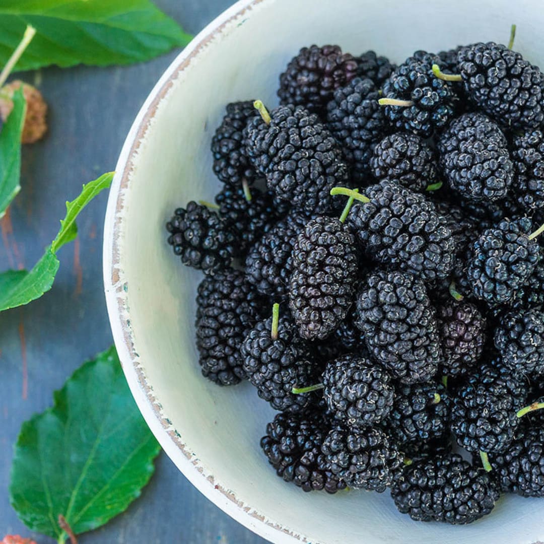 Dwarf Everbearing Mulberry Tree, Sweet Black Fruit Starter Plant (4–6 ...
