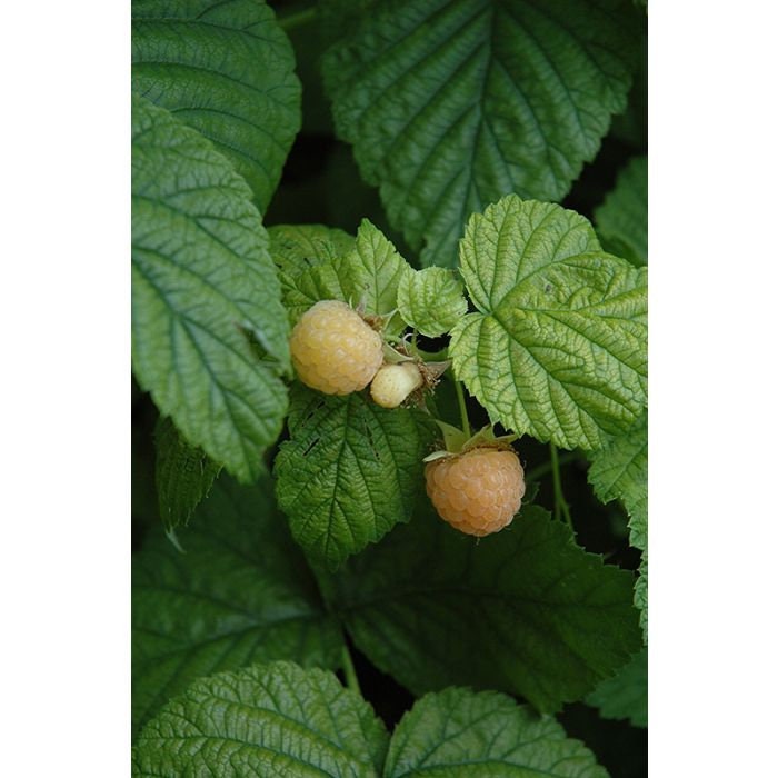 Fall Gold Raspberry 3-5 Inches Raspberry Plant Rubus - Etsy