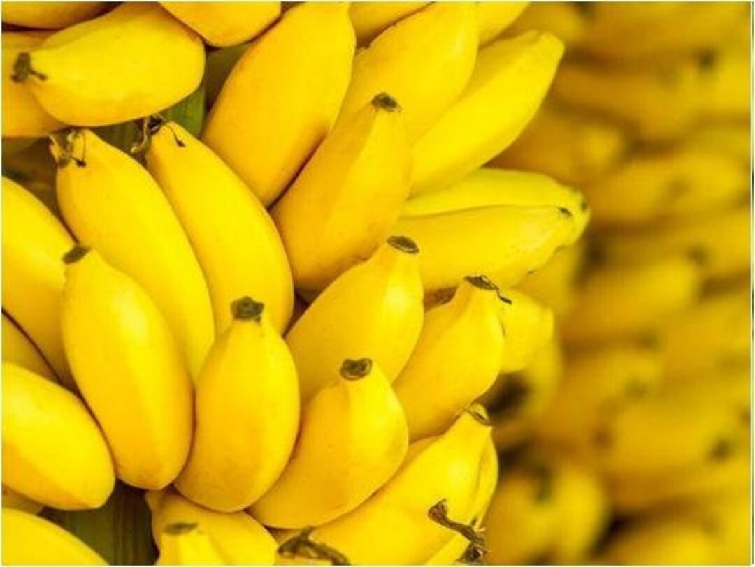 Mysore Banana Plant Musa Mysore Banana Tree Dwarf Banana Etsy de