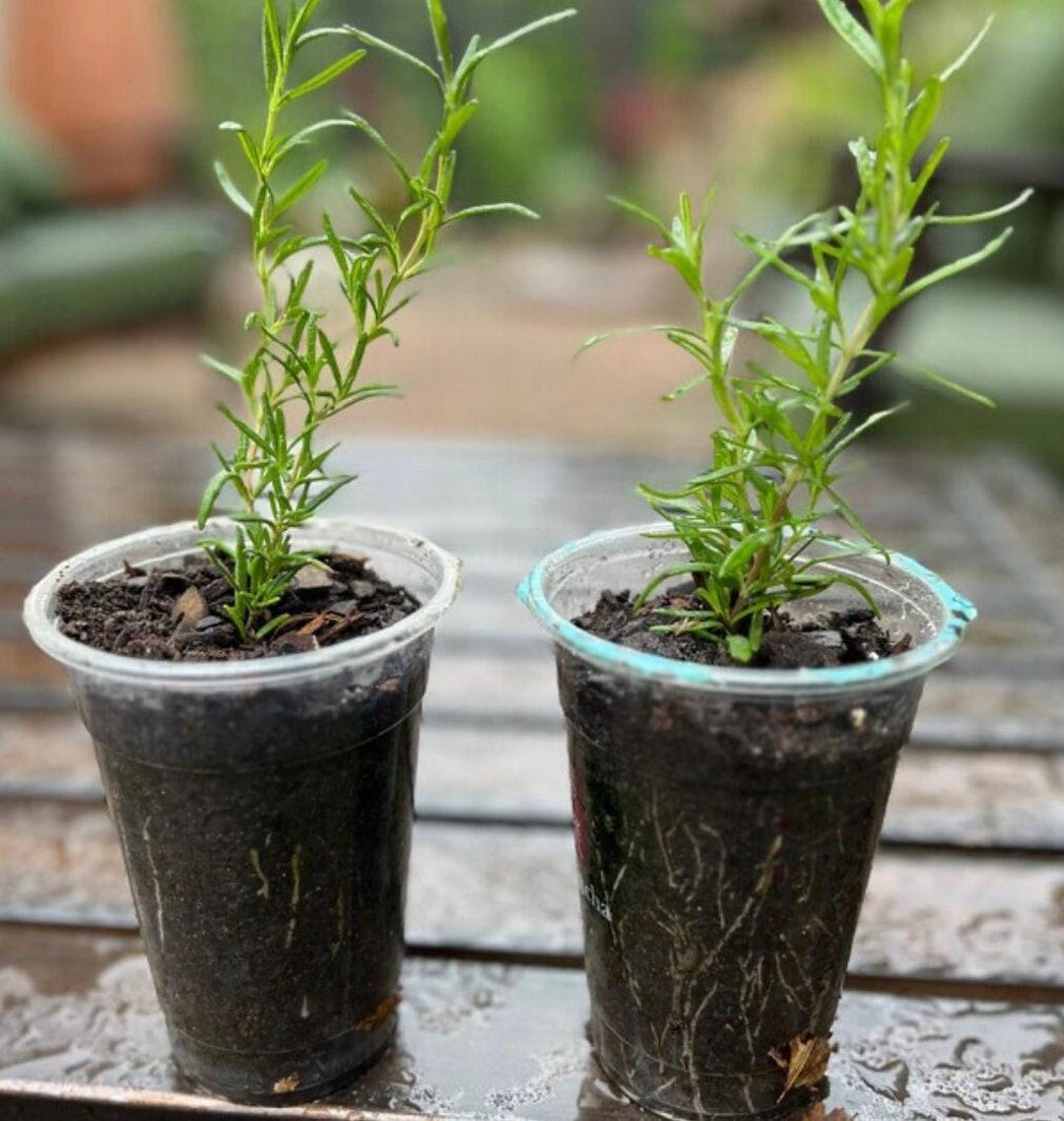 2 Arp Rosemary Starter Plants | Cold Hardy & Bee Friendly - Etsy