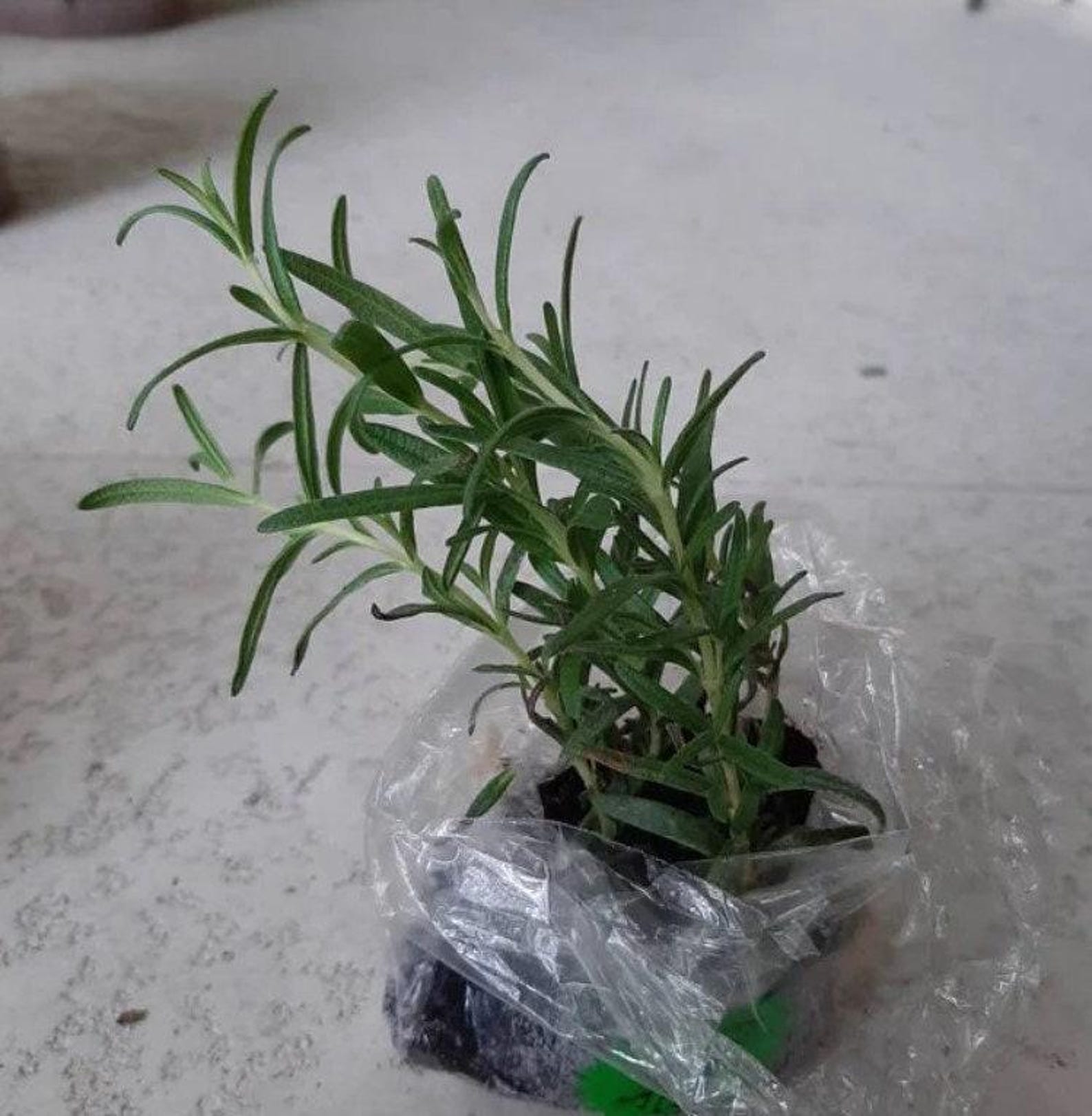 2 Arp Rosemary Starter Plants | Cold Hardy & Bee Friendly - Etsy