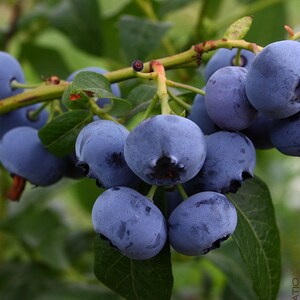 Jewel Blueberry Starter Plant Vaccinium High Bush Blueberry Live Bush ...
