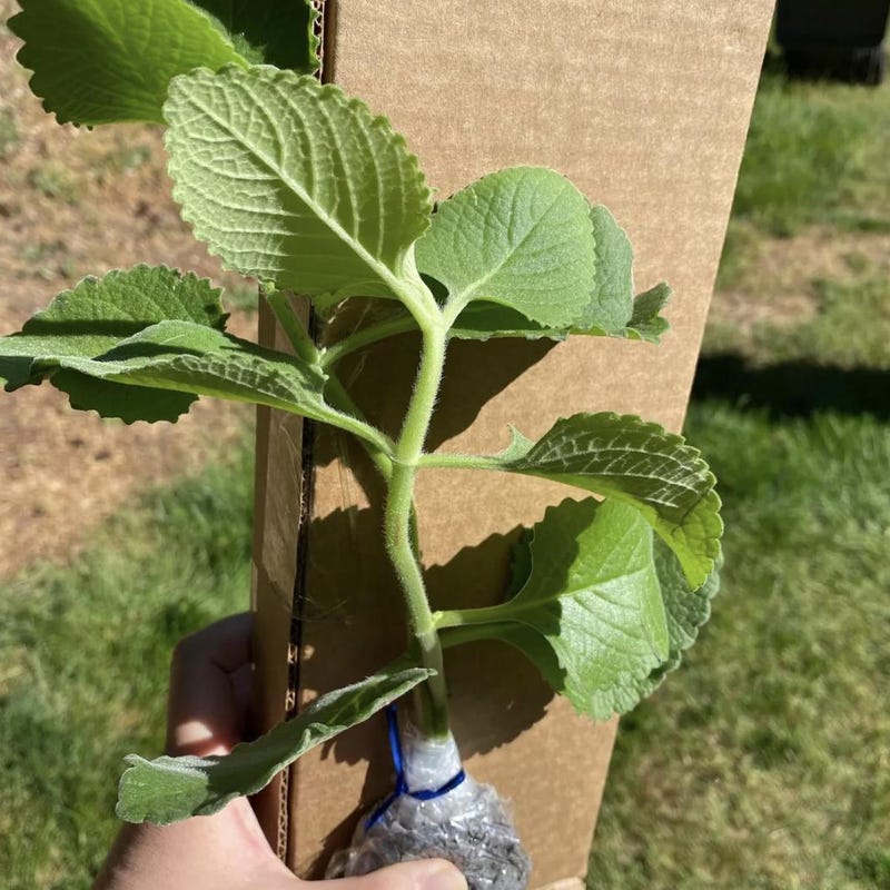 Mexican Oregano - Etsy
