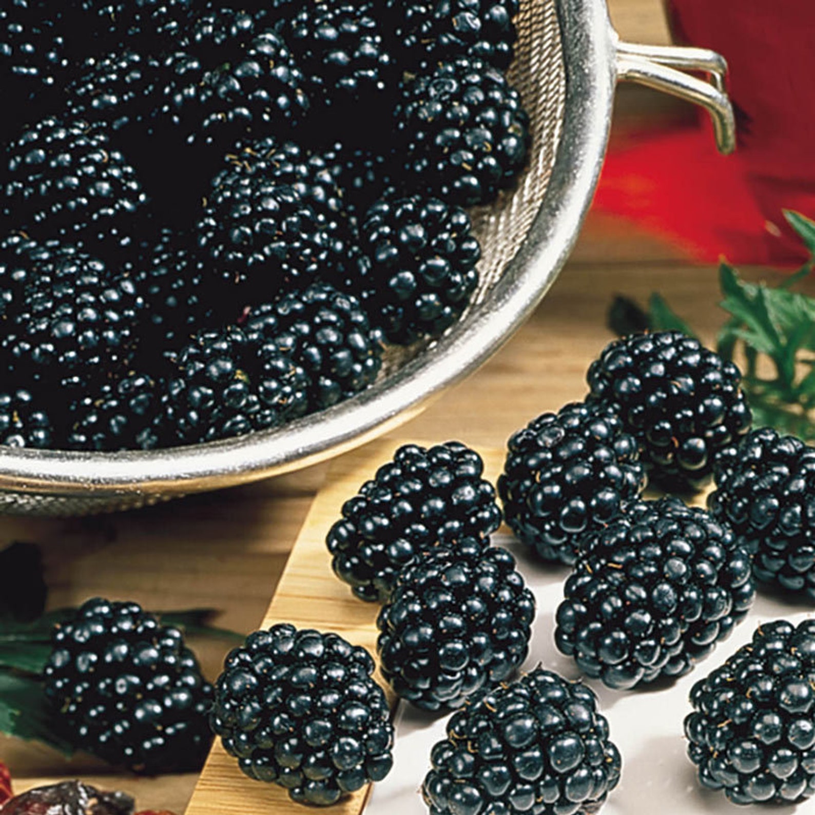 Prime Ark Blackberry, Live Starter Plant, Thornless Berry Bush, Sweet ...