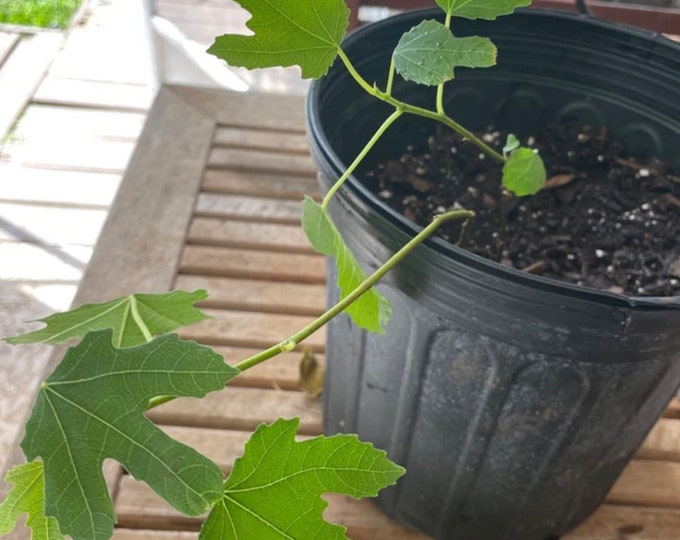 1 DORMANT LSU Purple Fig Zones 7-10. Perfect as Potted Plant. Self ...