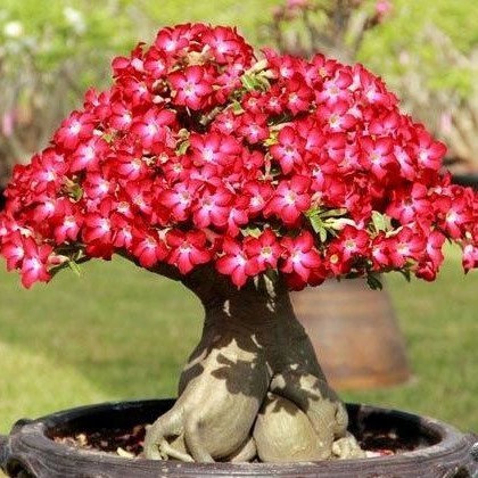 Red Desert Rose Red Desert Rose Plant Starter Plant for | Etsy