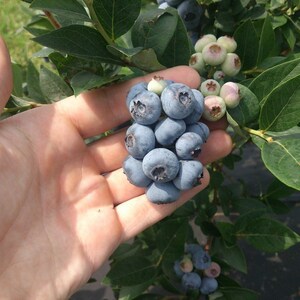 Sharpblue Blueberry Starter Plant - Southern Highbush Blueberry - 4-8 ...