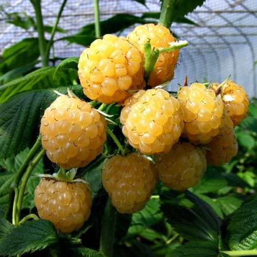 Fall Gold Raspberry 3-5 Inches Raspberry Plant Rubus - Etsy
