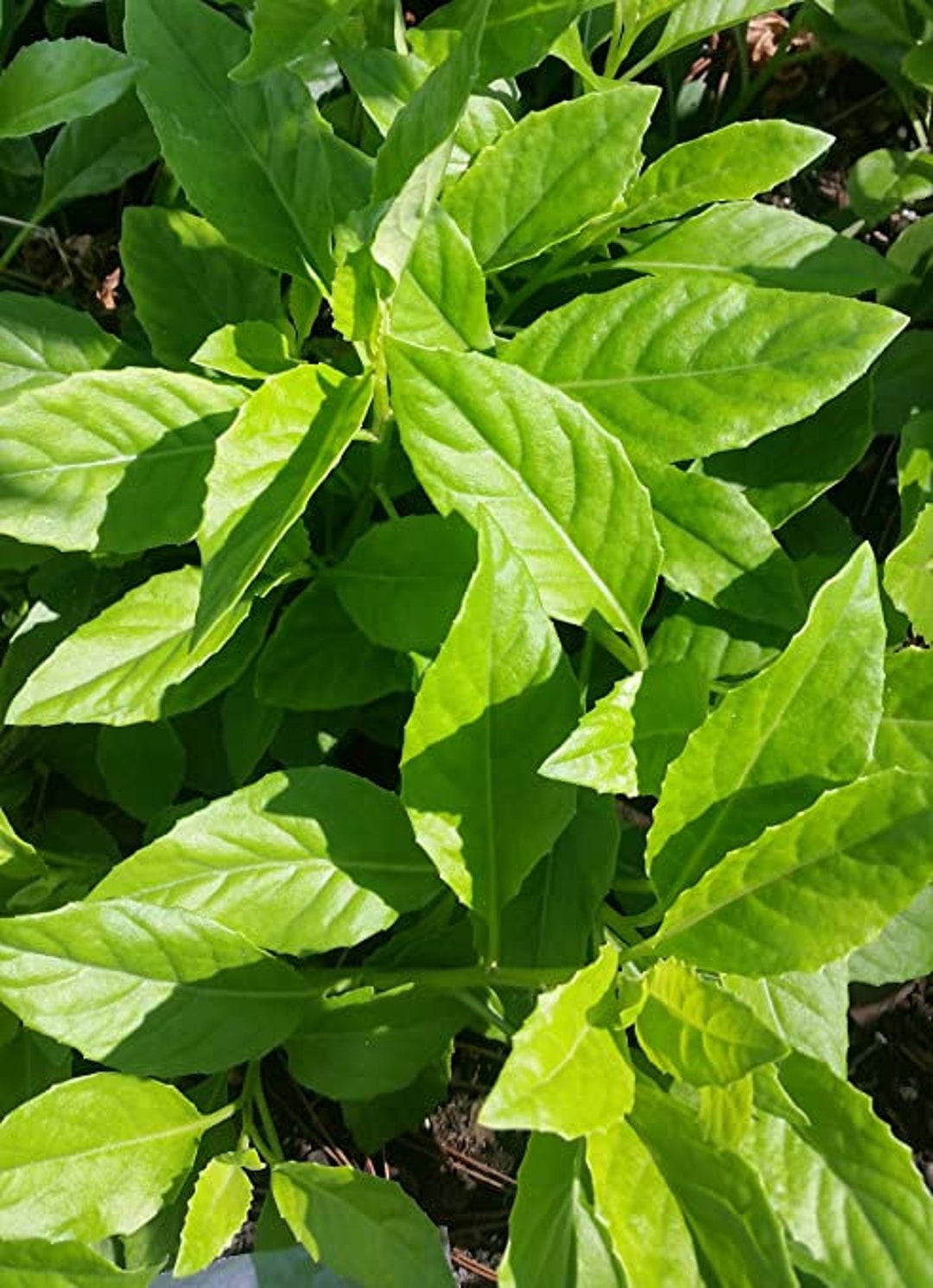Longevity Spinach Perennial Spinach Gynura Procumbens - Etsy