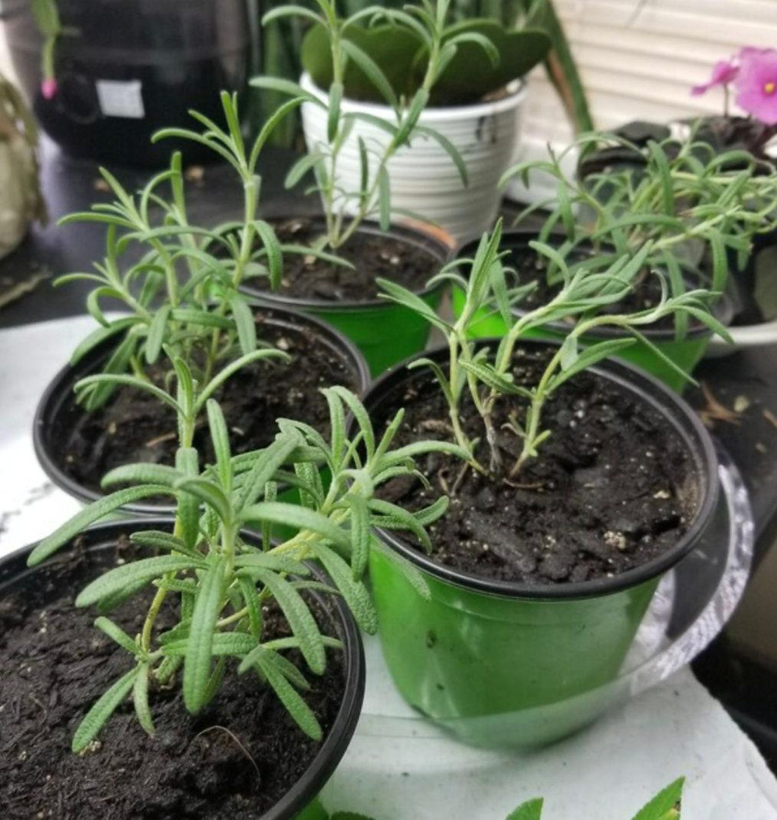 2 Arp Rosemary Starter Plants | Cold Hardy & Bee Friendly - Etsy