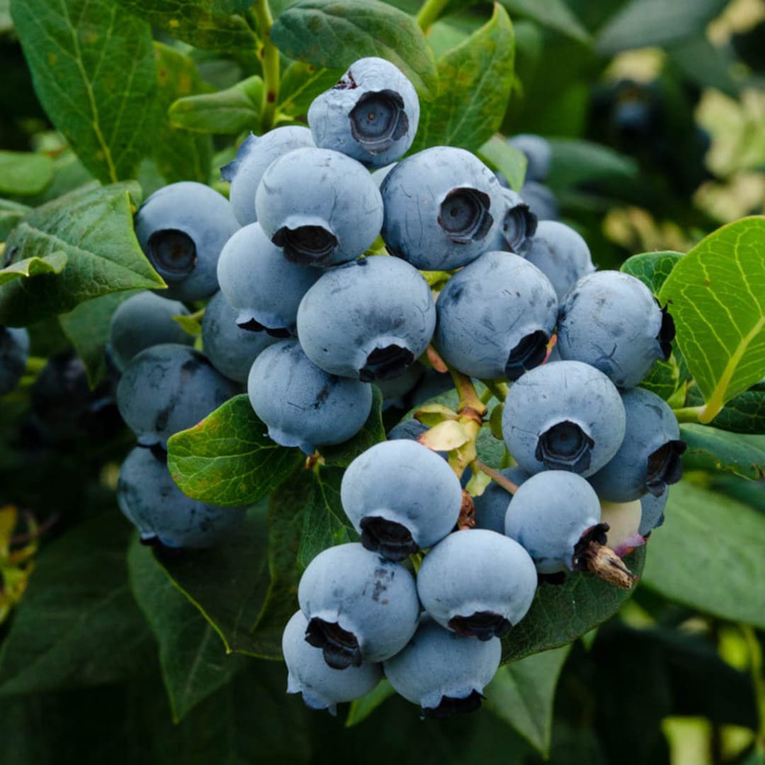 Biloxi Blueberry Starter Plant: Southern Highbush Variety - 4-8 Inches ...
