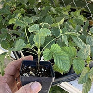 Boysenberry Starter Plant: Live Black Berry Bush - 4-6 Inch - Etsy