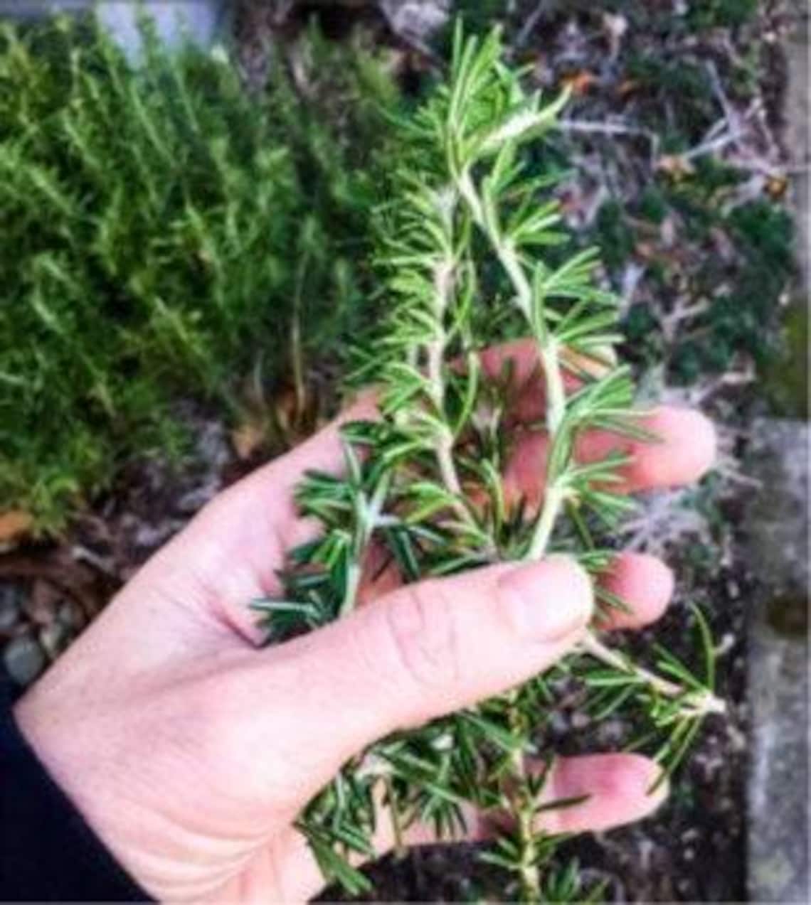 2 Arp Rosemary Starter Plants | Cold Hardy & Bee Friendly - Etsy