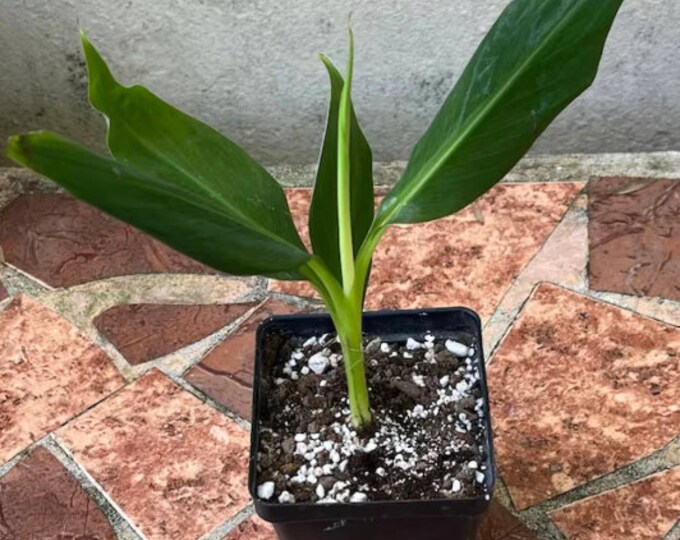 Musa Ornata Lavender Banana Live Rhizome Tropical Plant Exotic - Etsy