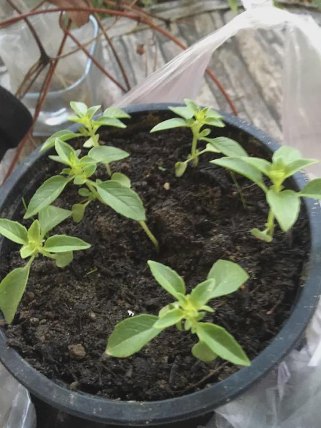 Greek Basil 3 Starter Plants, Bush Culinary Herb, Compact Kitchen ...