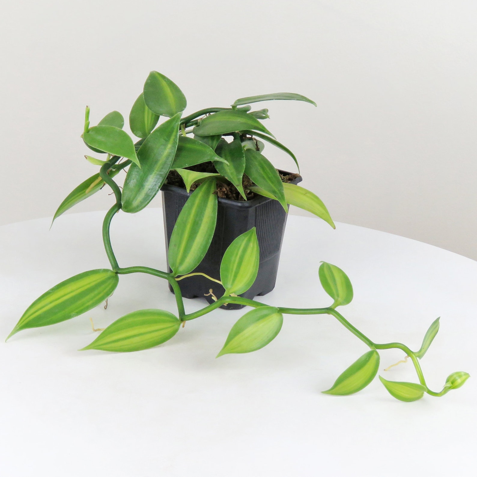 Variegated Vanilla Vines 3-5 Inches Starter Plant Vanilla | Etsy