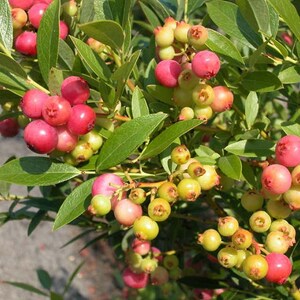 Pink Lemonade Blueberry Starter Plant Ready to Plant Blueberry Bush ...