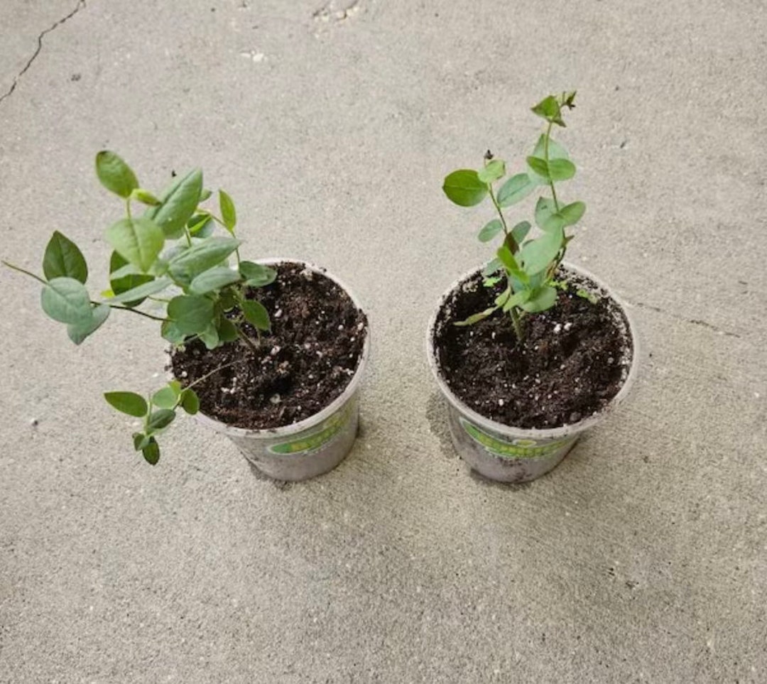 Chandler Blueberry Live Starter Plant, Large Highbush Fruit Bush (4–6 ...