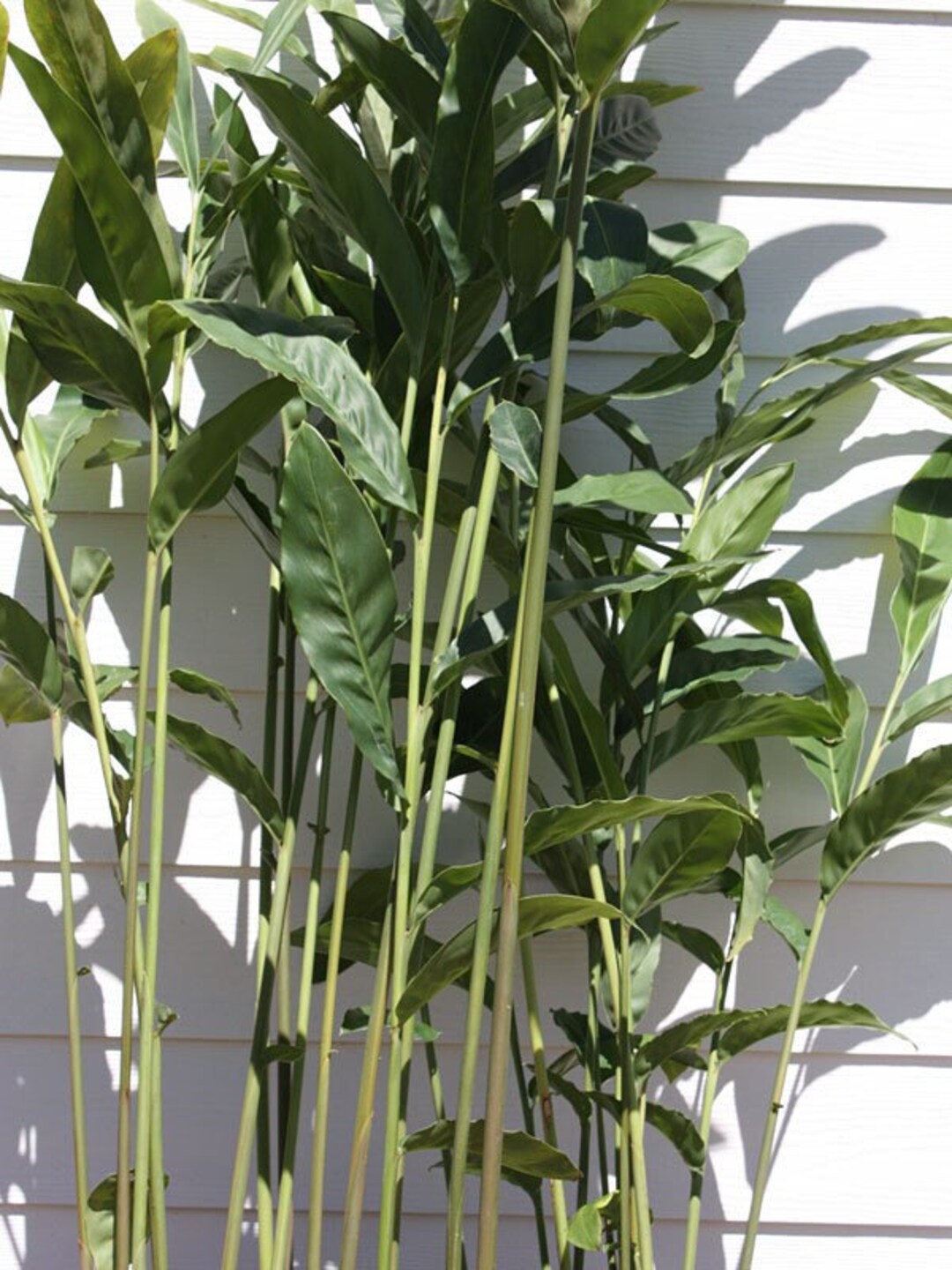 Thai Ginger Plant: Alpinia Galanga Live Starter Plant (6-8 Inches) - Etsy