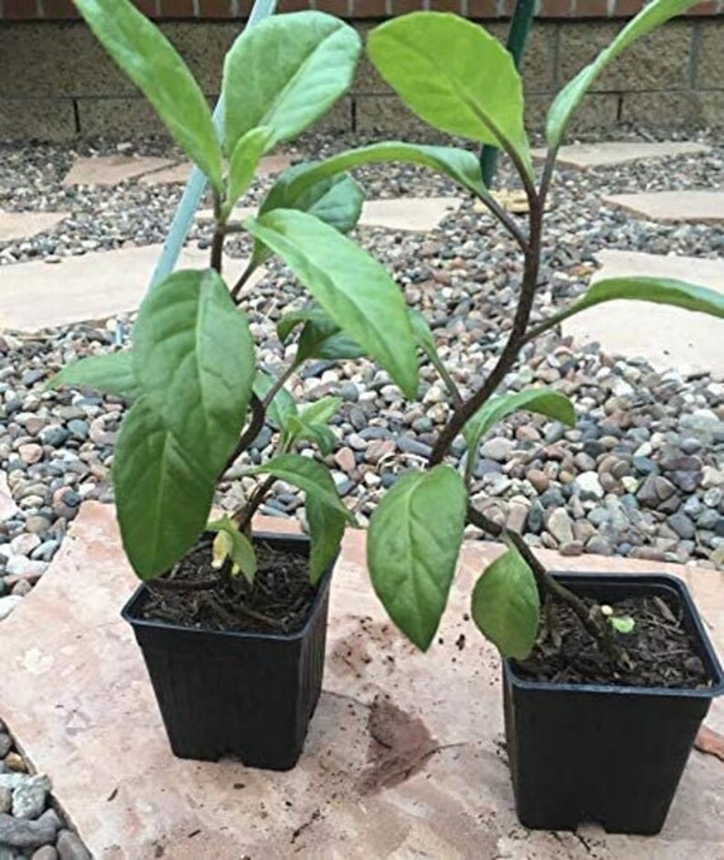 Live Longevity Spinach Plant, Gynura Procumbens Edible Herb, 4–6 In - Etsy