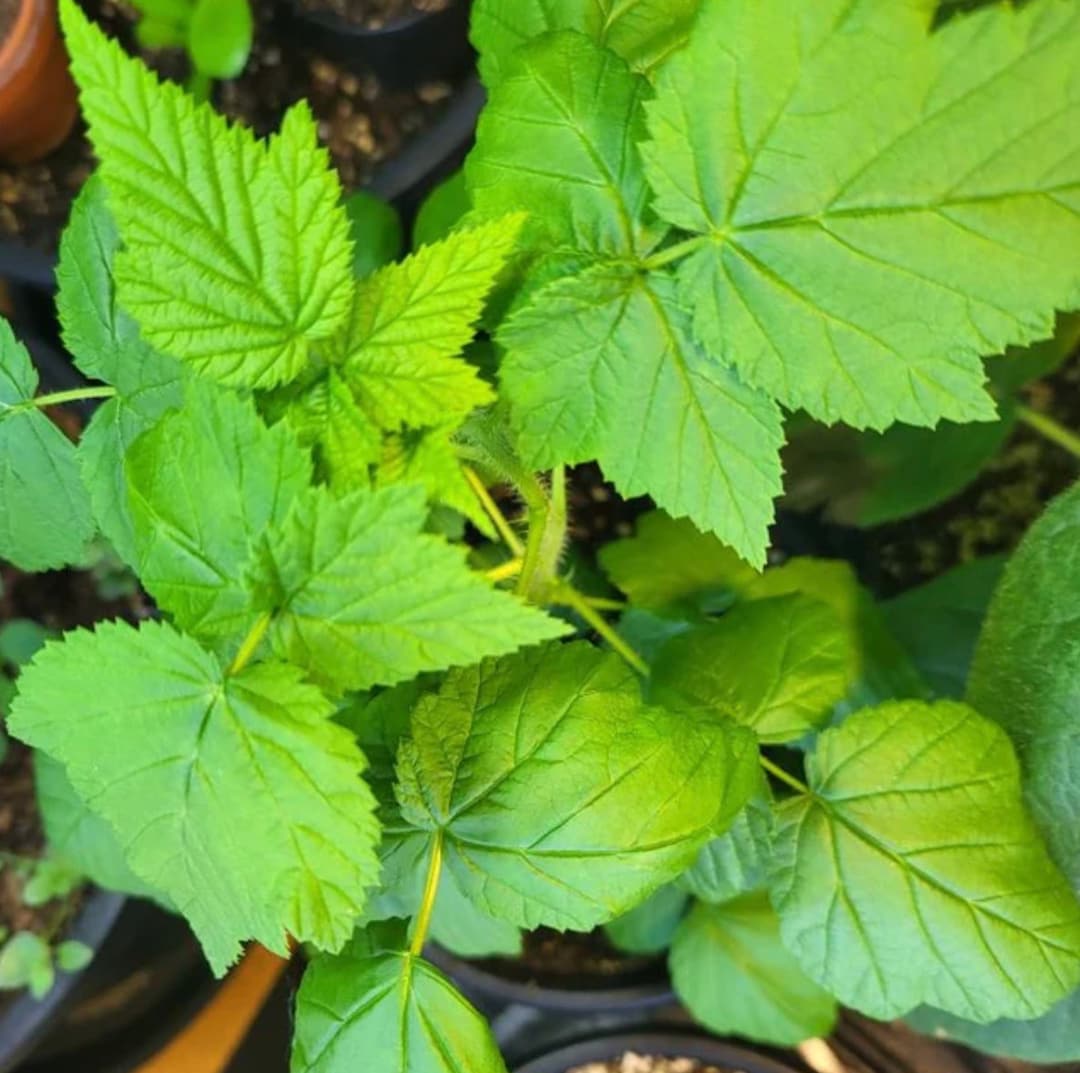 Fall Gold Raspberry Starter Plant - Everbearing Yellow Raspberry - Etsy