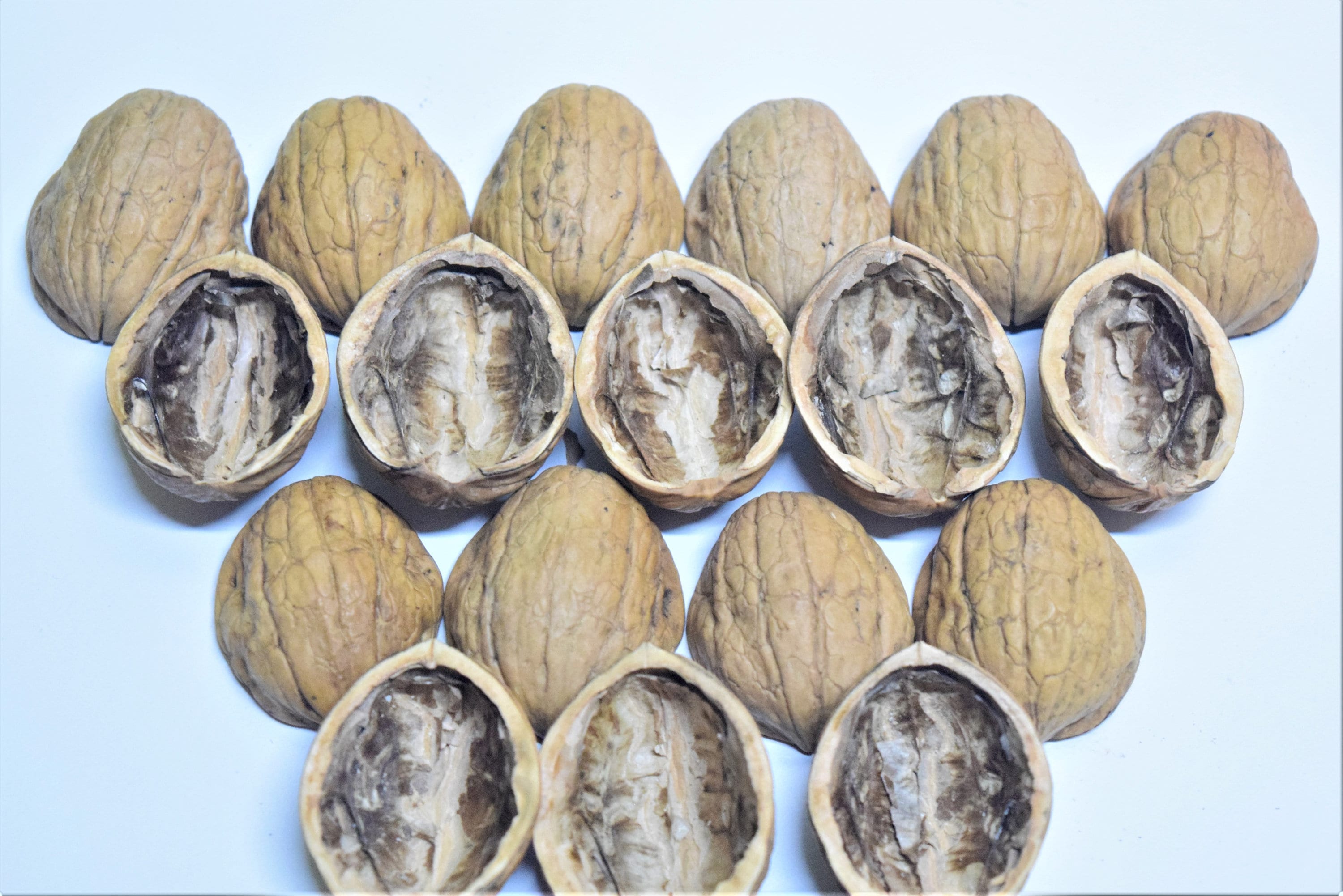 Walnut Shells a Bundle of 10x Walnut Shell Halves Walnut | Etsy