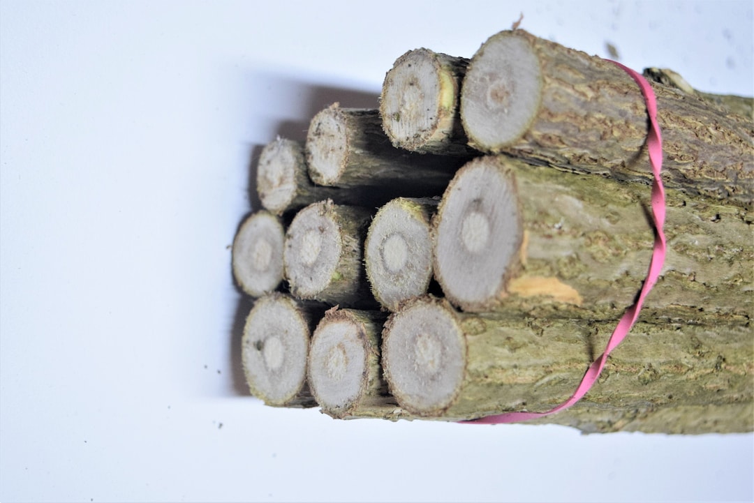 3x Sambucus Nigra Sticks 32 Cm (12 Inche) Long, a Bundle of 3 Branches ...
