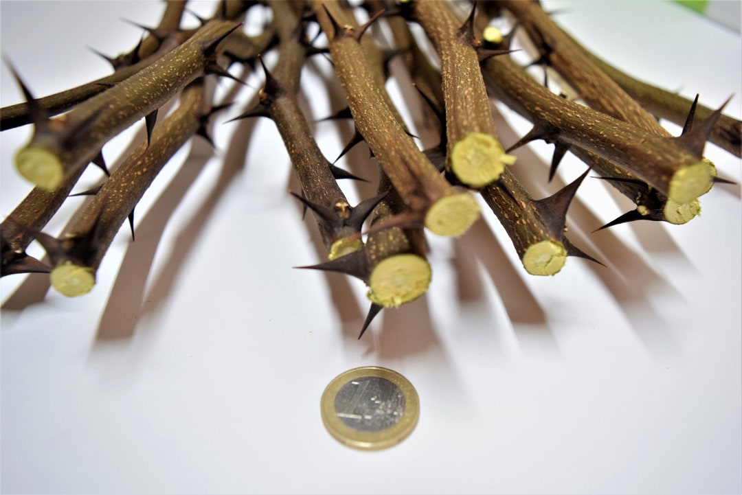 4x THICK Acacia Sticks 20 Inches or 50 Cm With Thorns, Real Acacia Wood ...