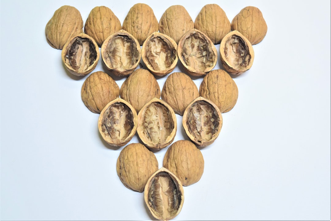 Bulk Walnut Shells, Walnut Shell Halves, Walnut Craft, Natural Walnut ...