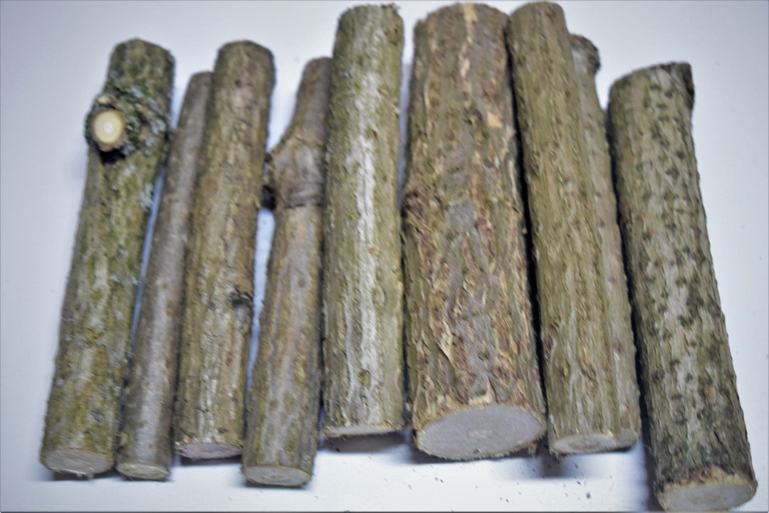 10x Elder Sticks 15 Cm (6 Inches) Long, a Bundle of 10 Branches ...