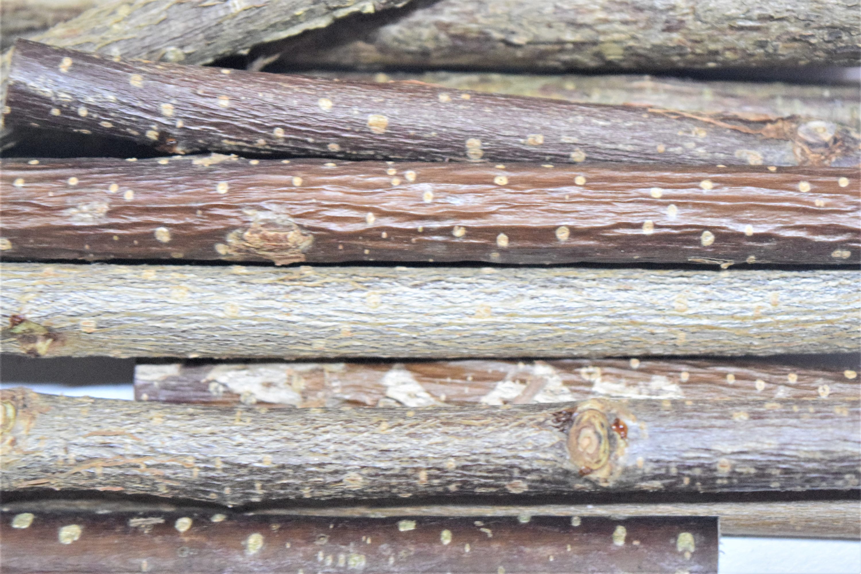 Organic Hazel Chews, 14 Oz-400g Package of 50-70 Sticks, 5-6 Inch Long ...