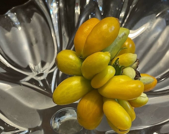 Phil's One Tomato Seeds - Etsy