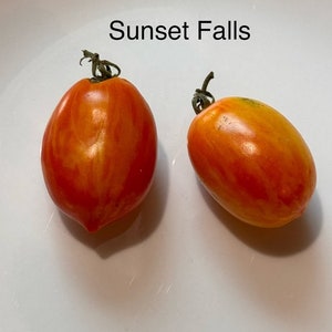 Sunset Falls Tomato Seeds - Etsy