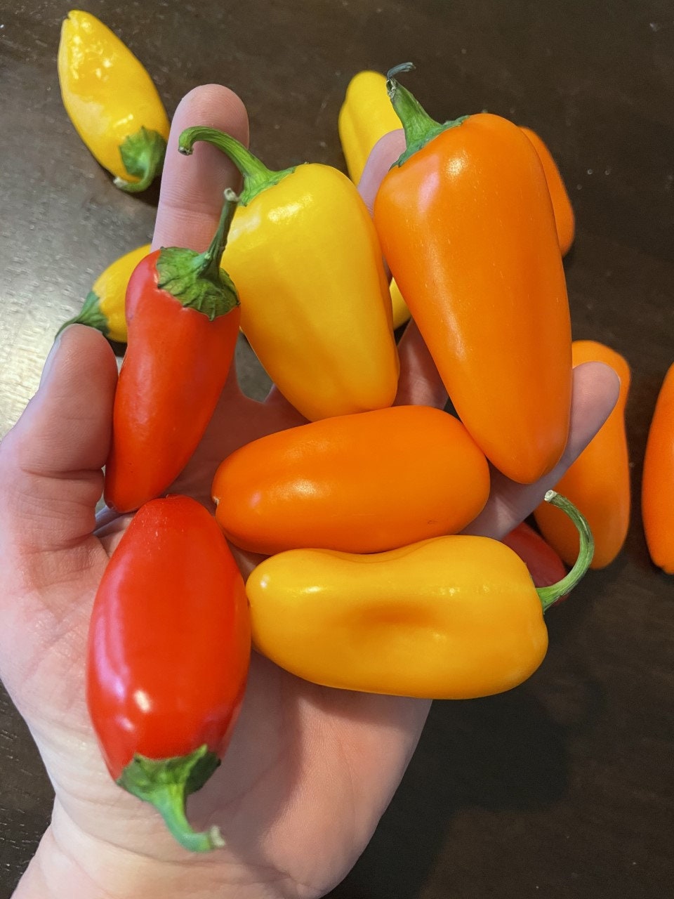 YELLOW ONLY Lunchbox Sweet Pepper Seeds - Etsy
