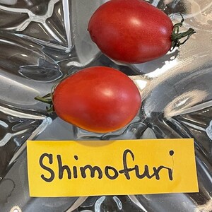 Shimofuri VARIEGATED Tomato Seeds - Etsy