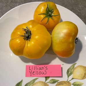 Lilian's Yellow Heirloom Tomato Seeds - Etsy