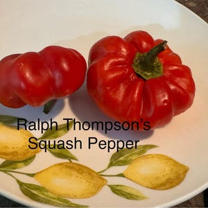 Ralph Thompson's Squash Pepper Seeds - Etsy