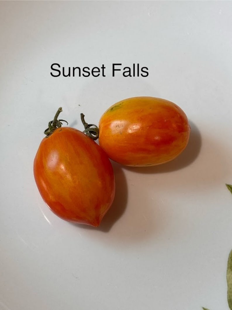 Sunset Falls Tomato Seeds - Etsy