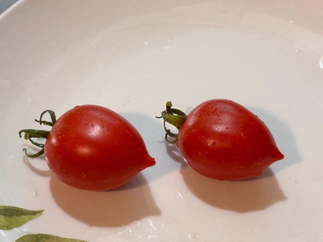 Bombetta Tomato Seeds - Longkeeper Storage Type - Etsy