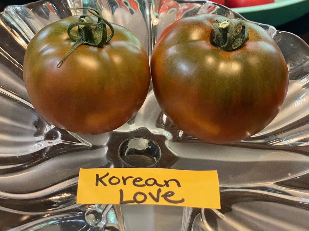 Korean Love Tomato Seeds - Etsy